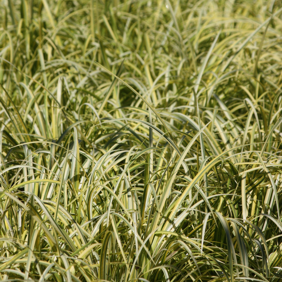 Grass, Acorus gramineus 'Oborozuki' – Loen Nursery, Inc.