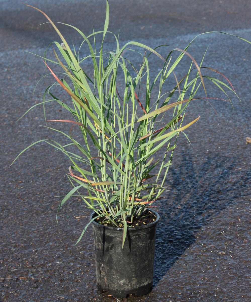Grass, Panicum v. 'Ruby Ribbons' ™ PP17944 – Loen Nursery, Inc.