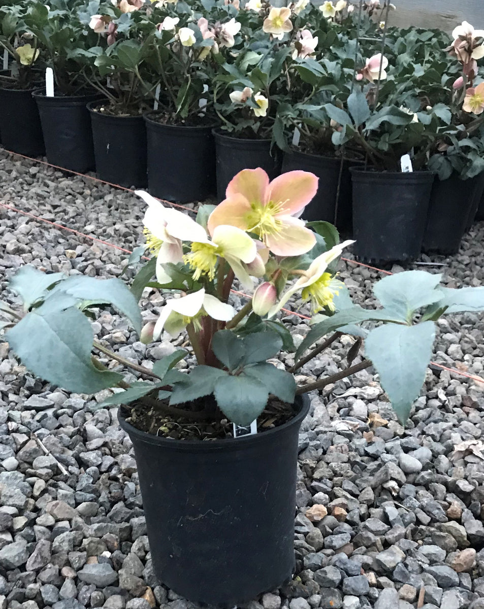 Helleborus HGC® MONTE CRISTO® PPAF – Loen Nursery, Inc.