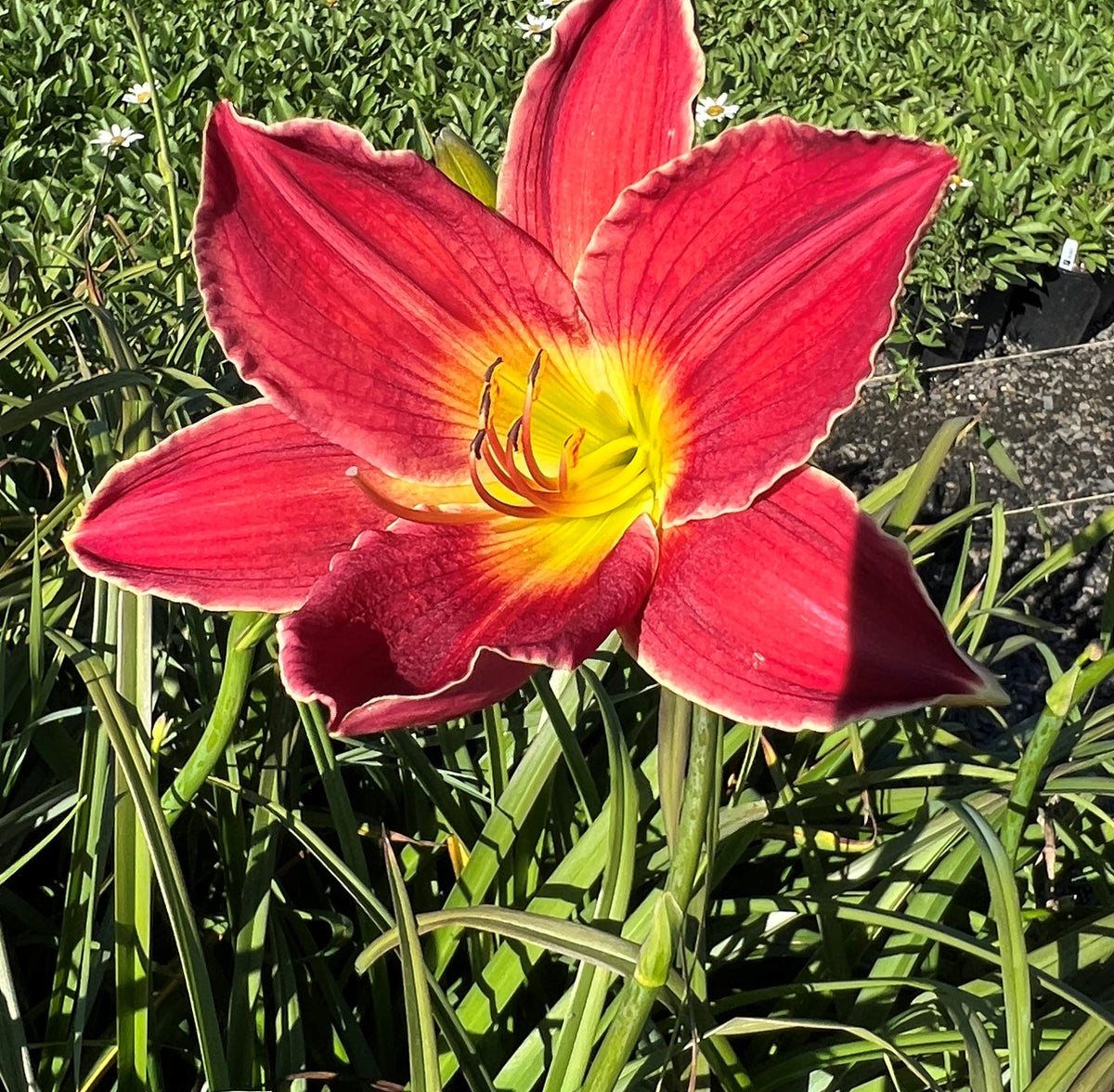 Hemerocallis 'Pardon Me' (red) – Loen Nursery, Inc.