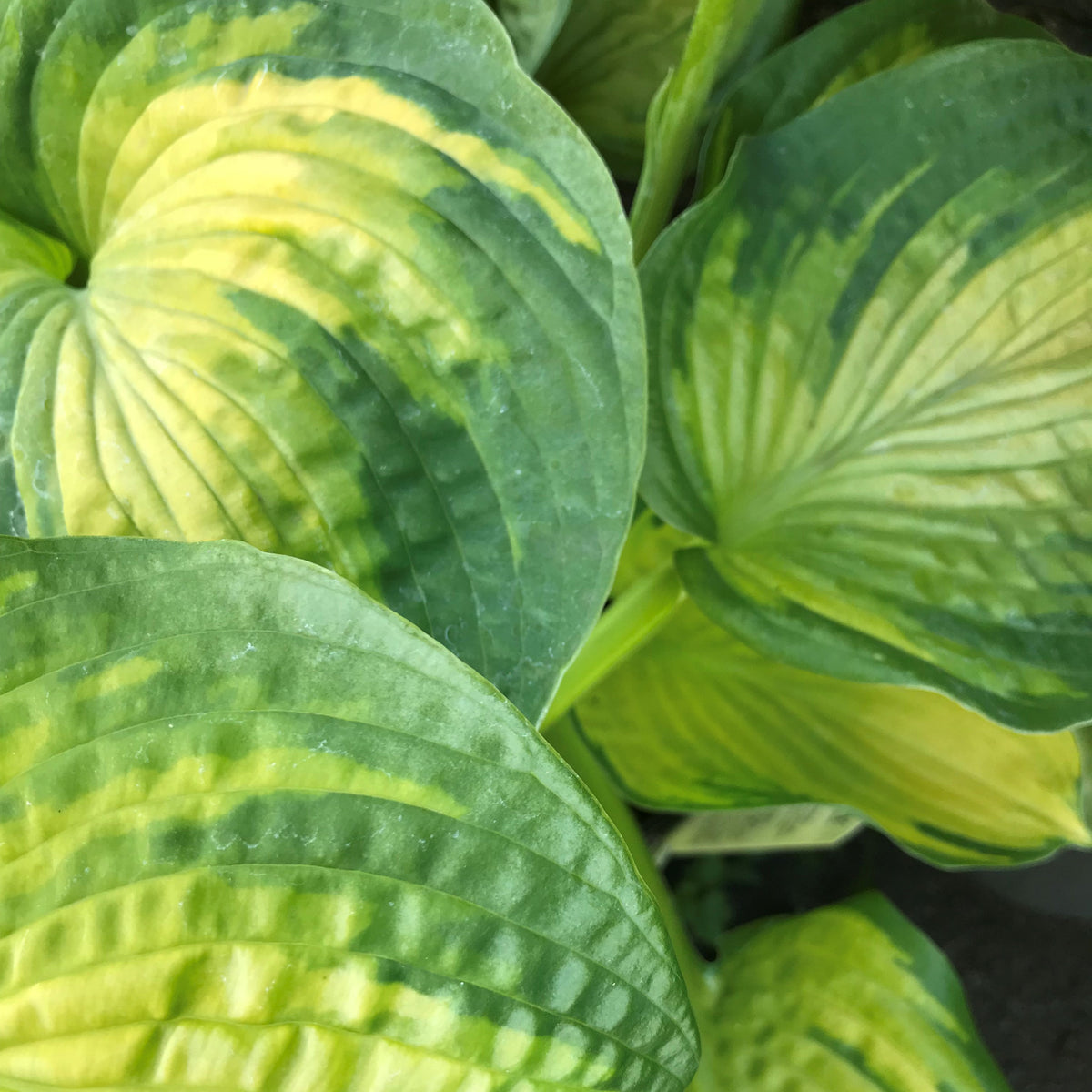 Hosta x 'Brother Stefan' – Loen Nursery, Inc.
