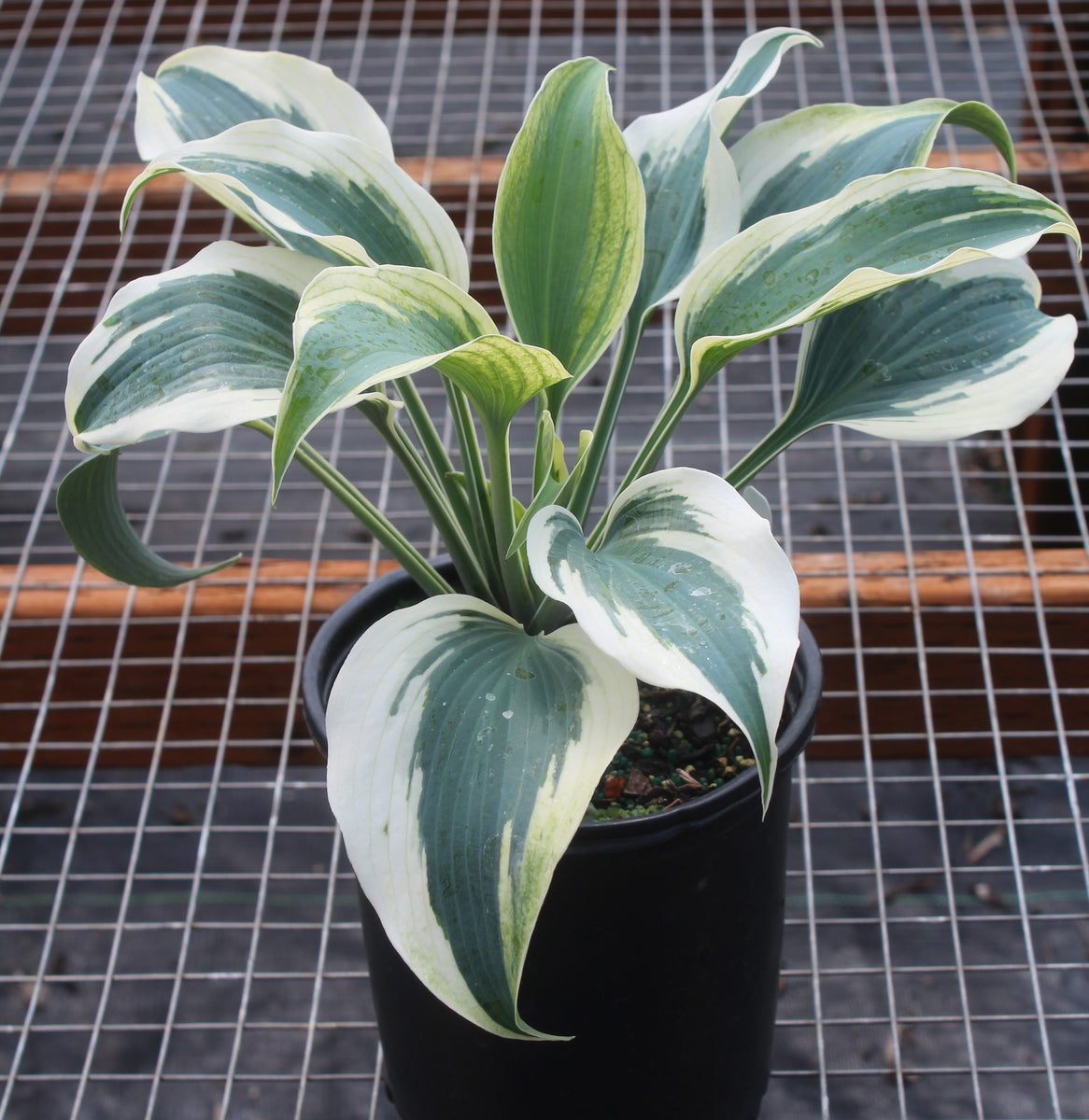 Hosta 'Blue Ivory' PP19623 – Loen Nursery, Inc.