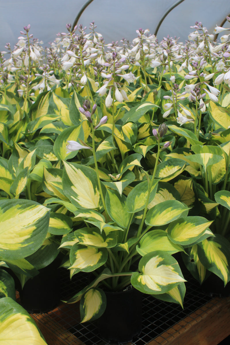 Hosta 'Forbidden Fruit' – Loen Nursery, Inc.