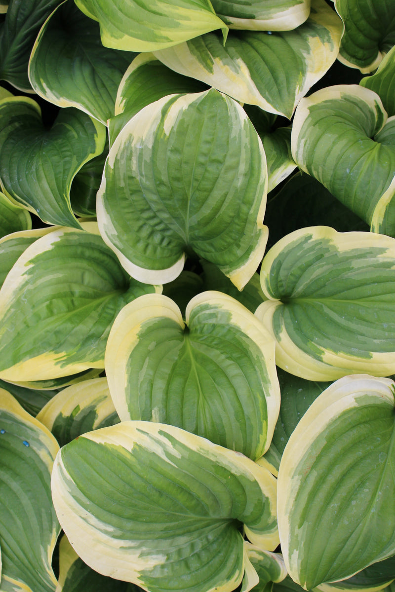 Hosta 'Fragrant Dream' – Loen Nursery, Inc.