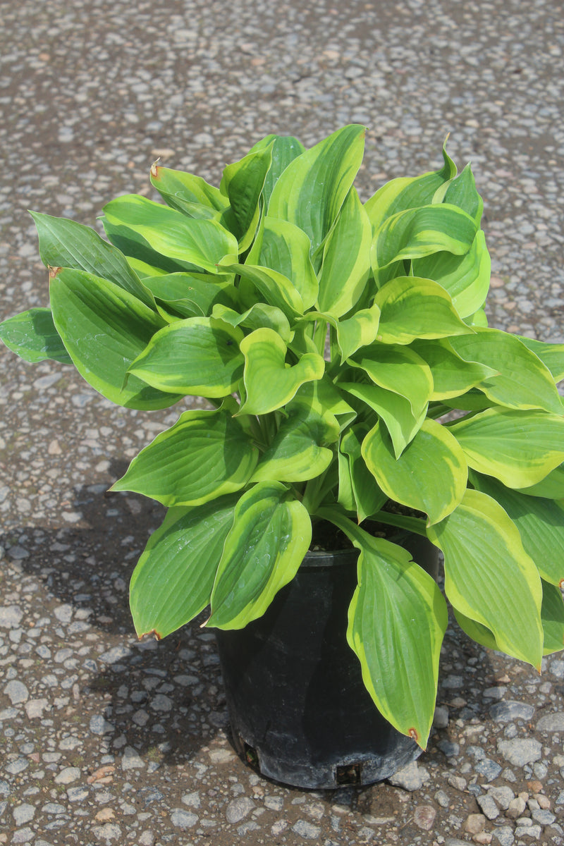 Hosta 'Velvet Moon' – Loen Nursery, Inc.