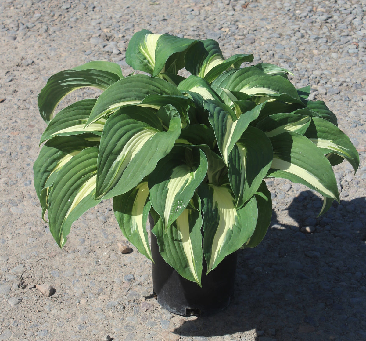Hosta x 'Night Before Christmas' – Loen Nursery, Inc.