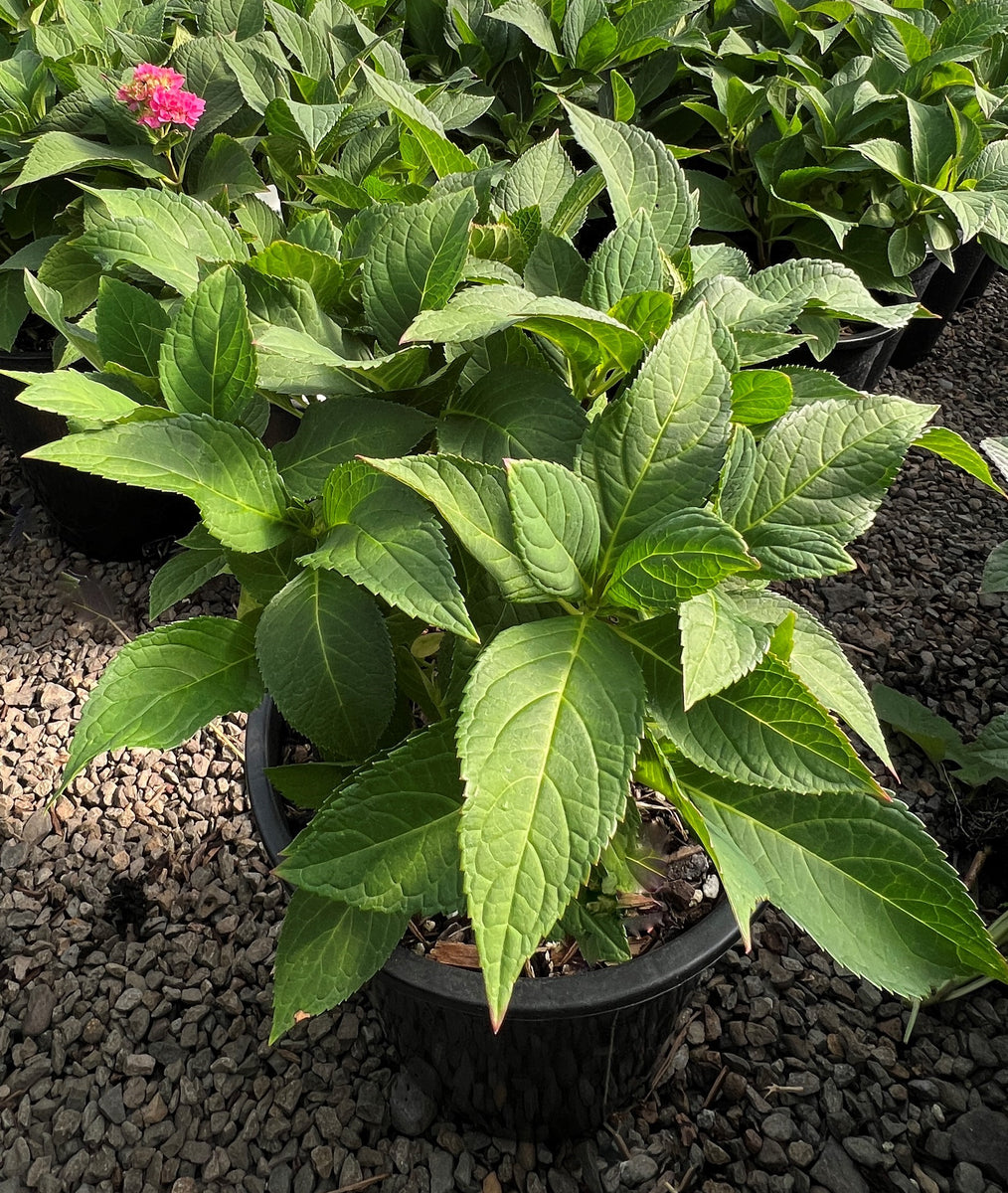 Hydrangea m. LET'S DANCE® Rhythmic Blue® PW PP25836 (blue) – Loen ...