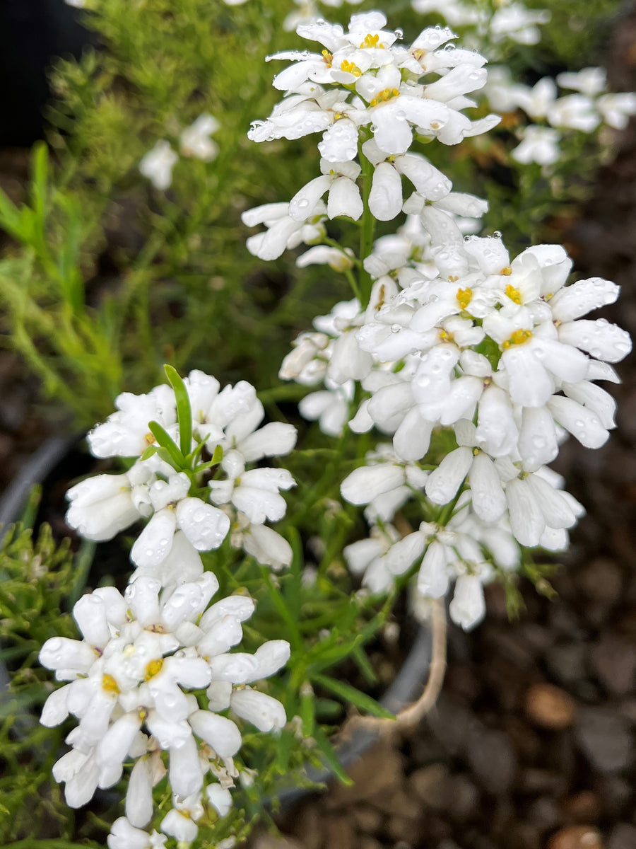 Iberis Hybrida 'Summer Snowdrift' PP30713 – Loen Nursery, Inc.
