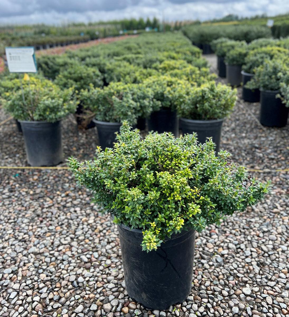 Ilex crenata 'Soft Touch' – Loen Nursery, Inc.
