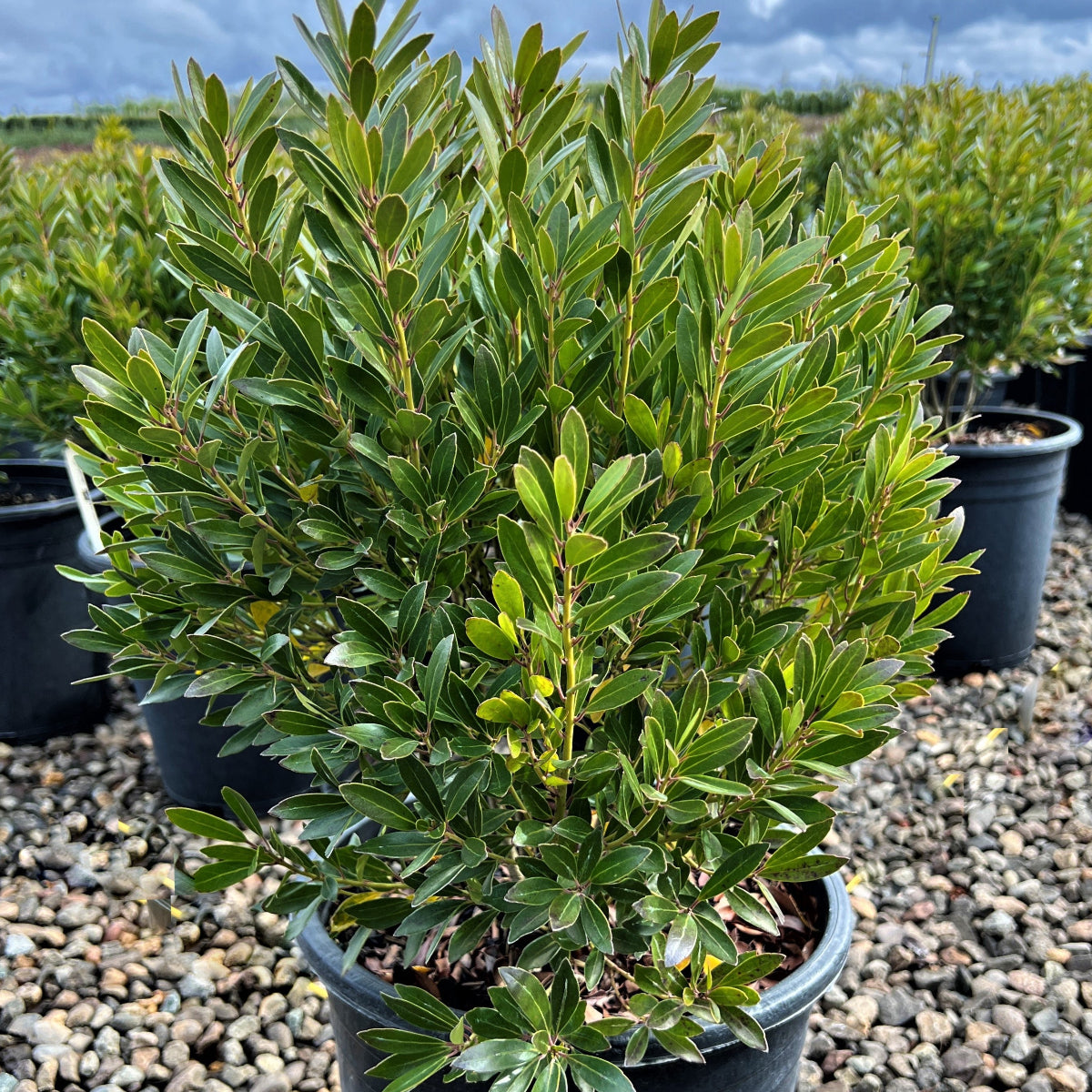 Ilex glabra 'Shamrock' – Loen Nursery, Inc.