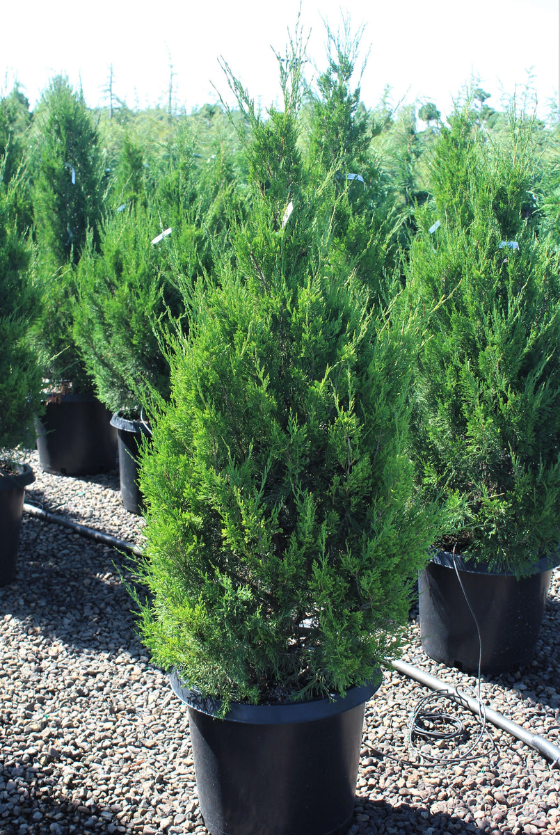 Juniperus chin. 'Spartan' (CG) – Loen Nursery, Inc.
