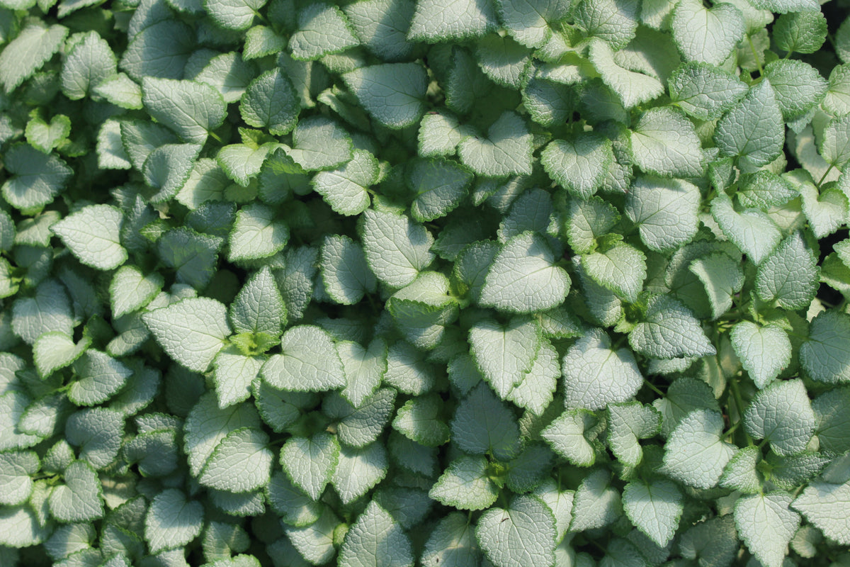 Lamium mac. 'Beacon Silver' – Loen Nursery, Inc.