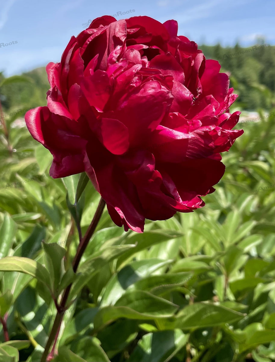Paeonia lact. ‘Red Magic’ (double red) – Loen Nursery, Inc.