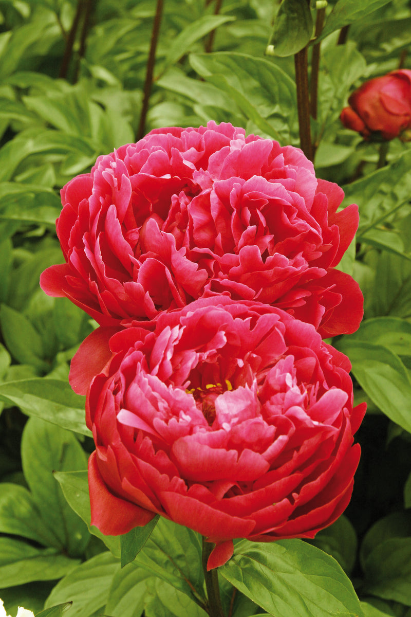 Paeonia lact. 'Red Sarah Bernhardt' (double red) – Loen Nursery, Inc.