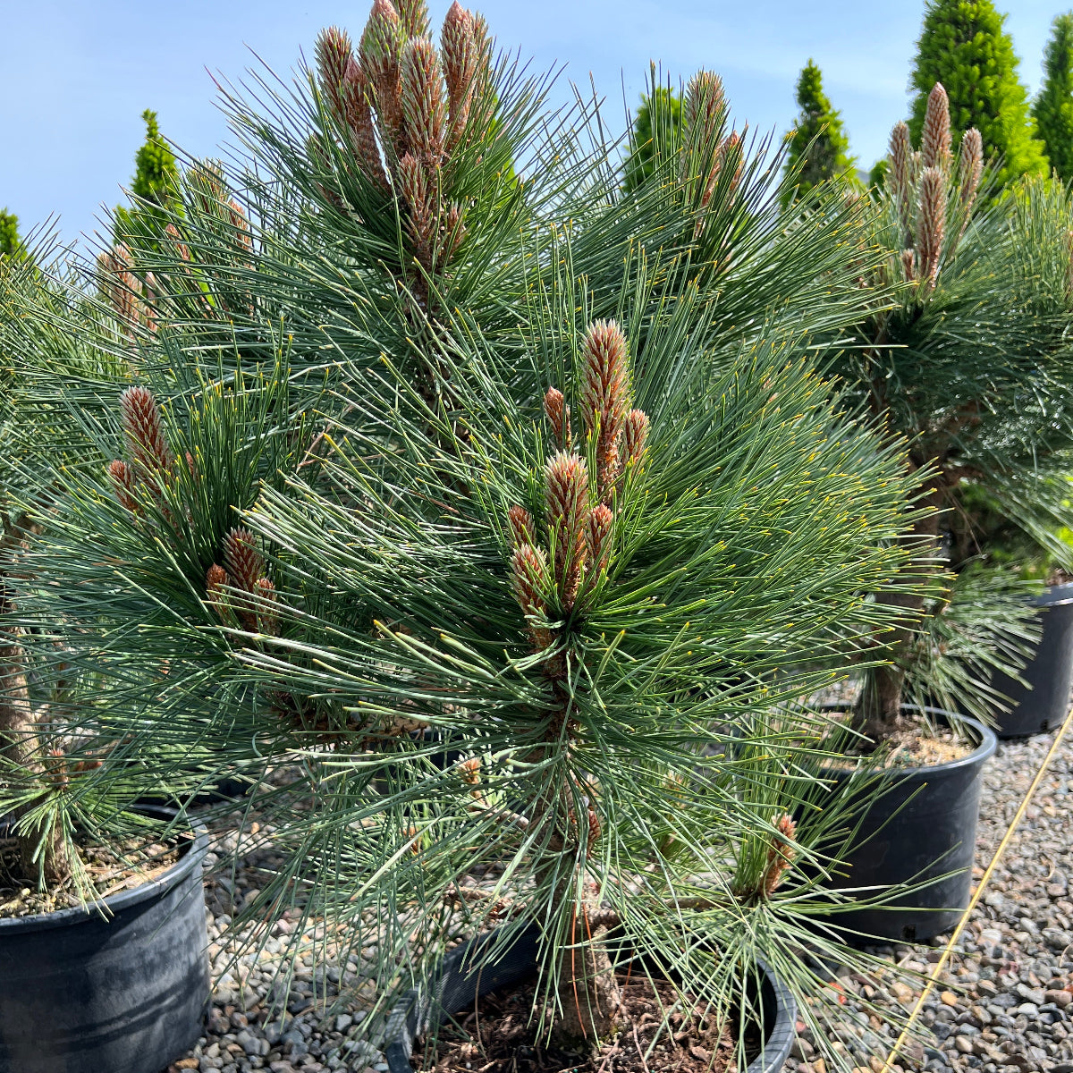 Pinus jeffreyi 'Joppi' (CG) – Loen Nursery, Inc.