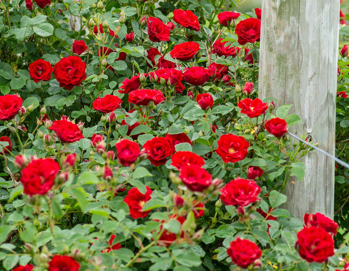 Rosa climb. CHERRY FROST™ (red) PP31286 – Loen Nursery, Inc.