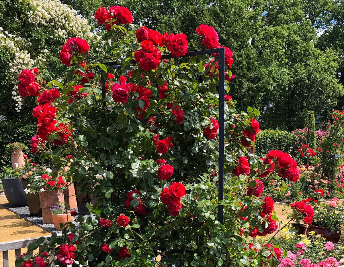 Rosa climb. 'Florentina' ™ Arborose® PP24196 (red) – Loen Nursery, Inc.