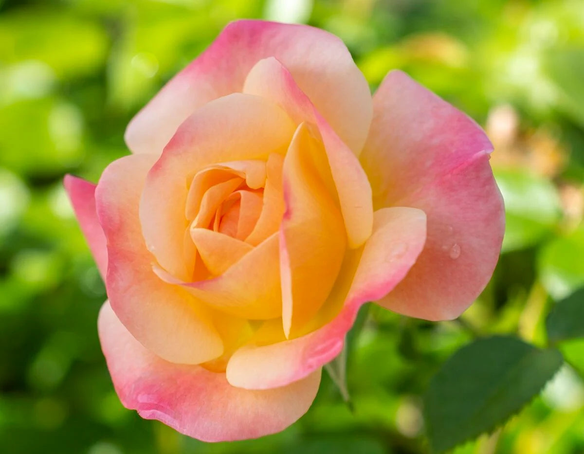Rosa flor. BRIGHT & SHINY' ™ (pink/apricot) PPAF – Loen Nursery, Inc.