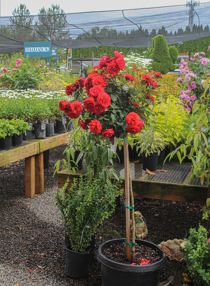 Rosa flor. 'Trumpeter' (red) 36" Tree Form – Loen Nursery, Inc.