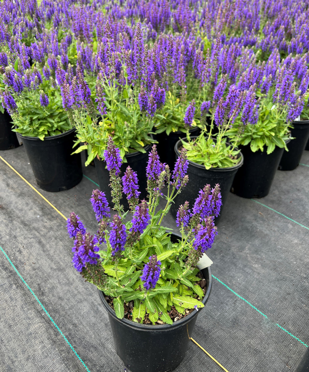 Salvia n. 'Marcus'® PP13322 – Loen Nursery, Inc.