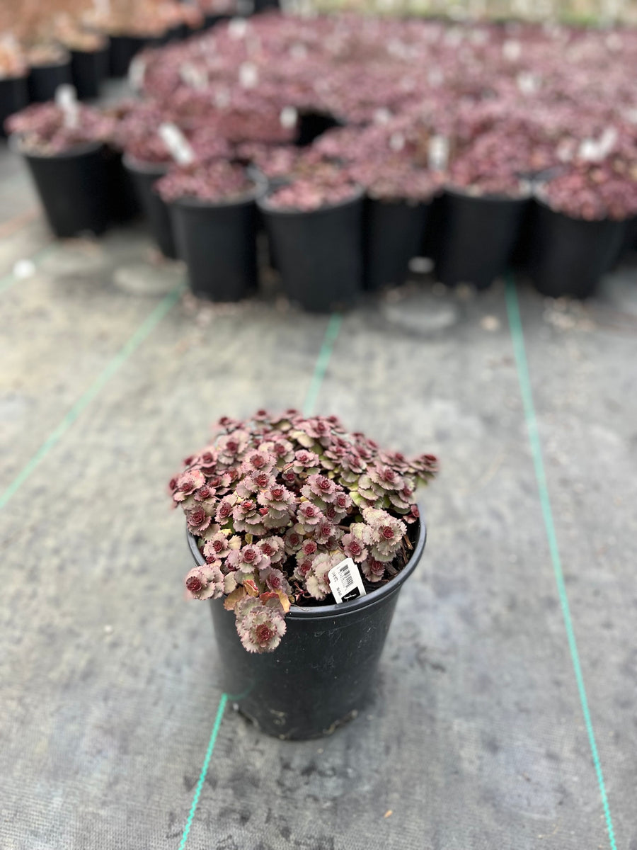 Sedum spurium ‘Ruby Mantle’ – Loen Nursery, Inc.