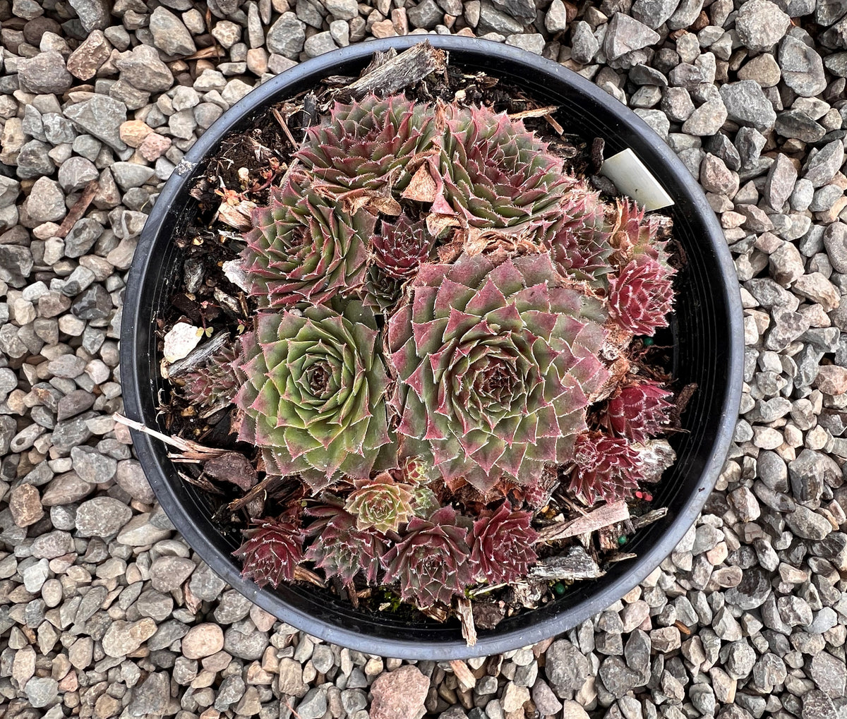 Sempervivum 'Red Rubin' – Loen Nursery, Inc.
