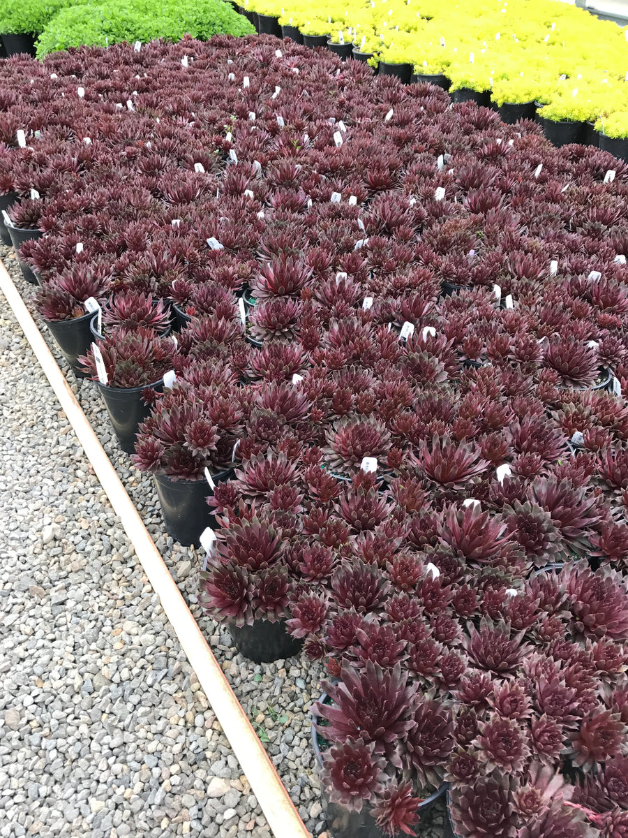 Sempervivum 'Royal Ruby' – Loen Nursery, Inc.